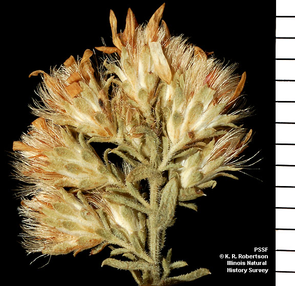 Aster ericoides