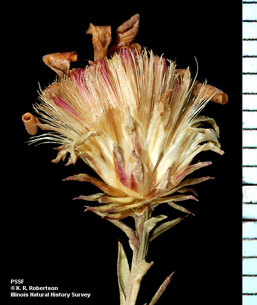 Aster laevis