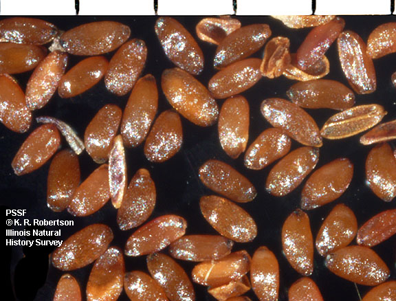 Campanula rotundifolia