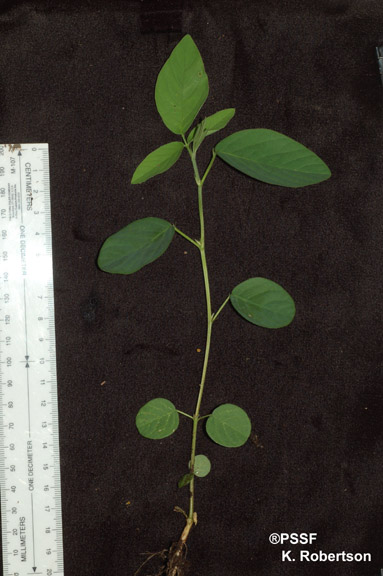 Desmodium canadense