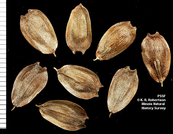 Silphium terebinthinaceum