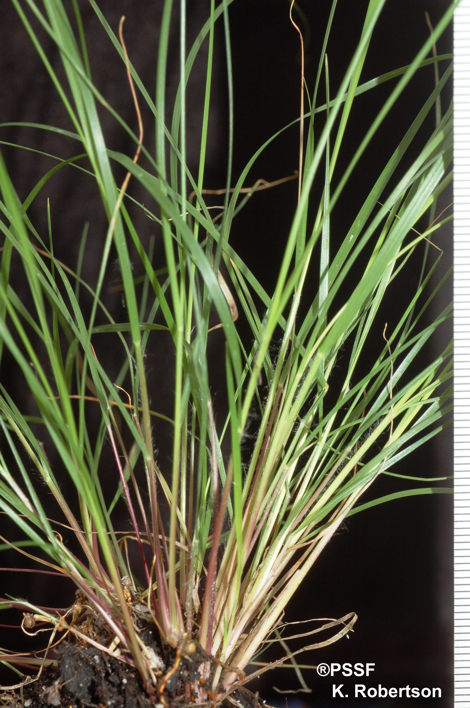 Sporobolus heterolepis