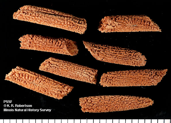 Amsonia tabernaemontana