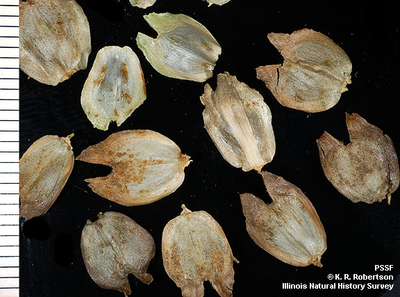 Silphium integrifolium